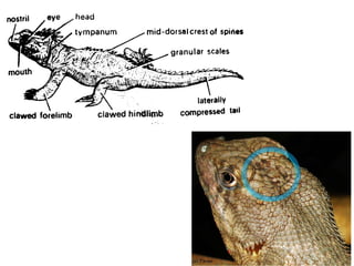 Class Reptilia Chelone