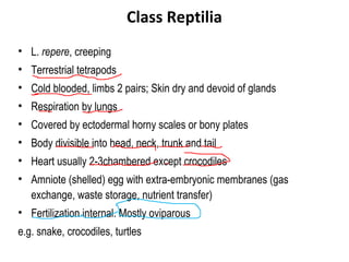 Class Reptilia Characteristics