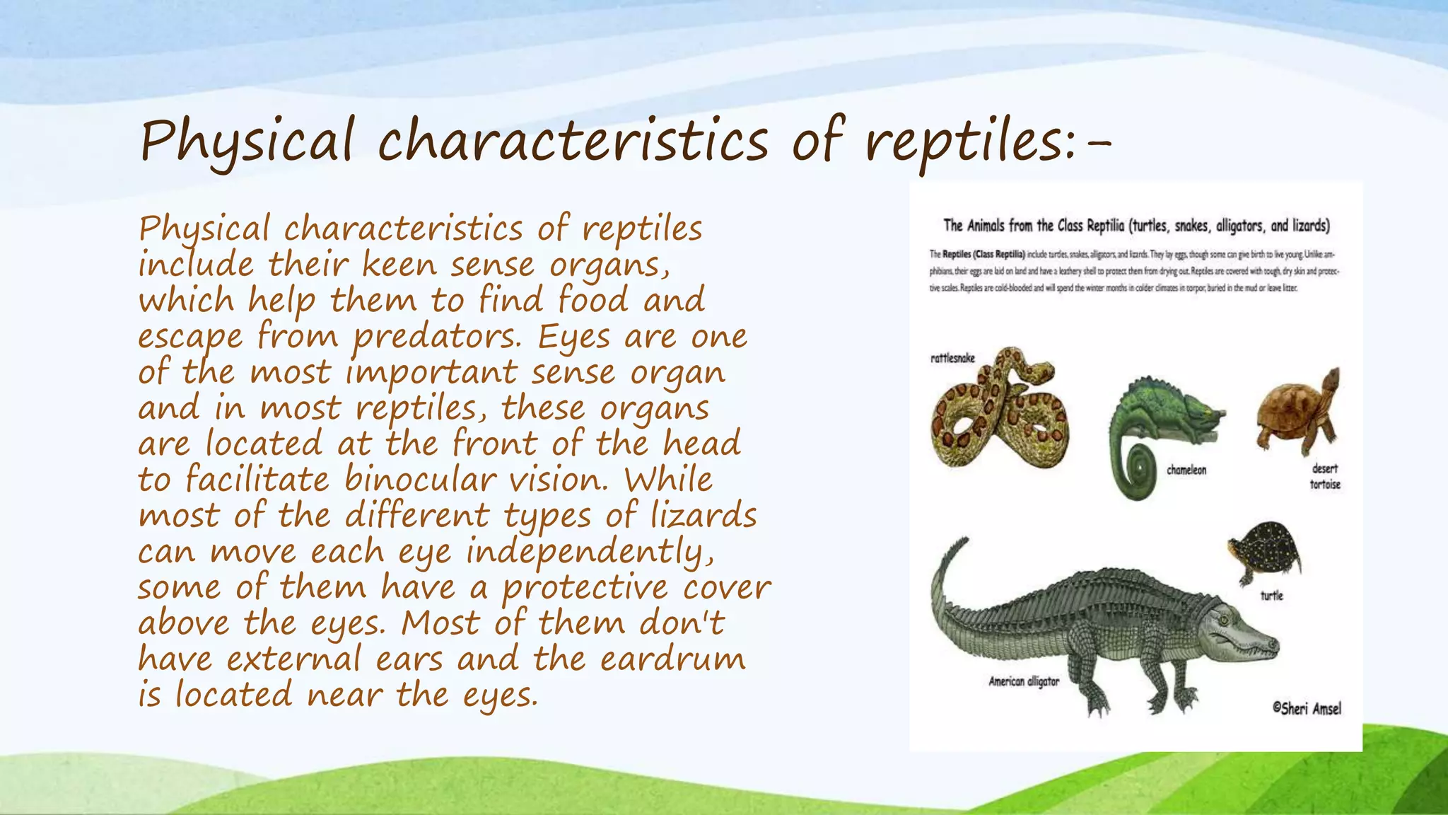Reptiles | PPTX