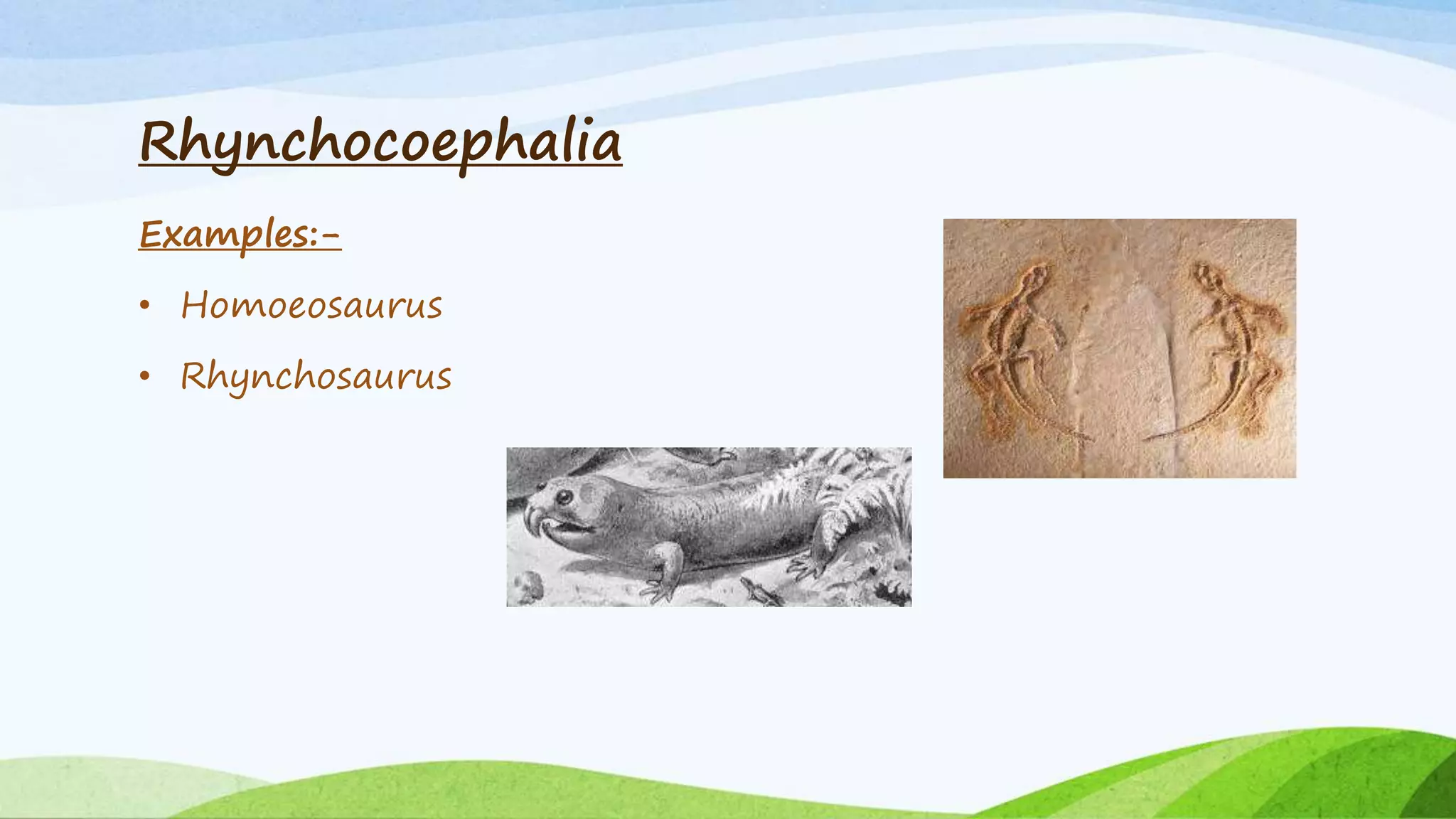 Reptiles | PPTX