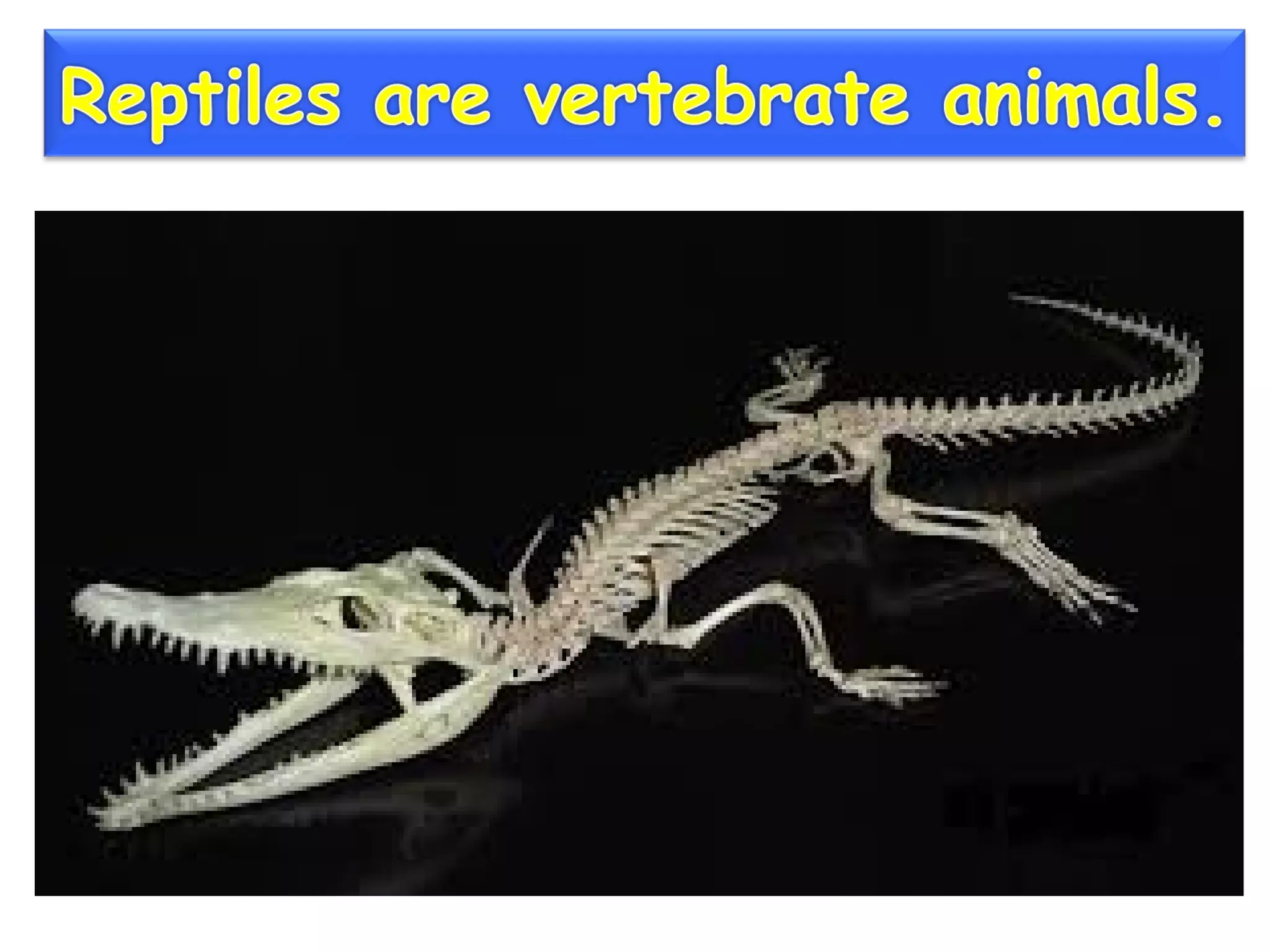 Reptiles | PPT
