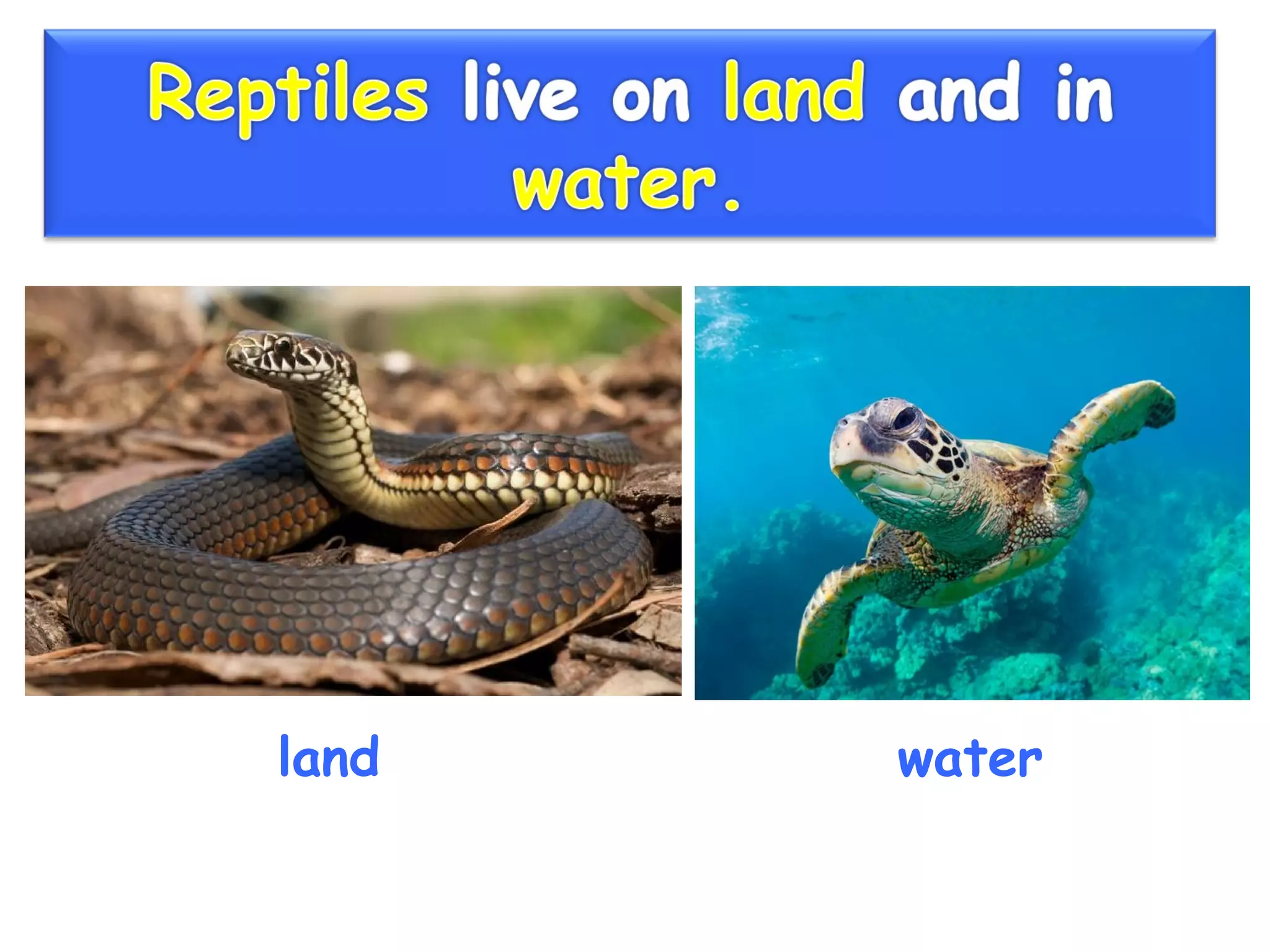 Reptiles | PPT
