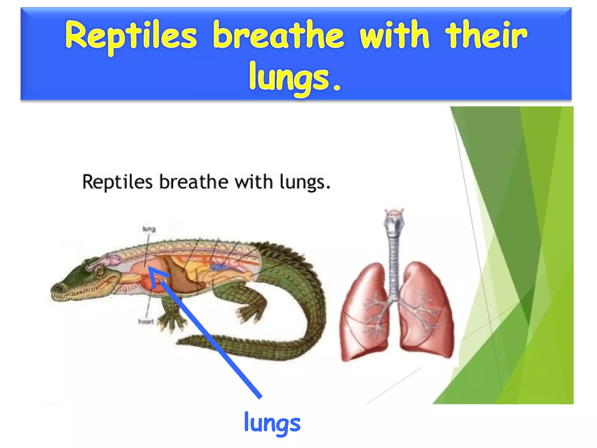 Reptiles | PPT