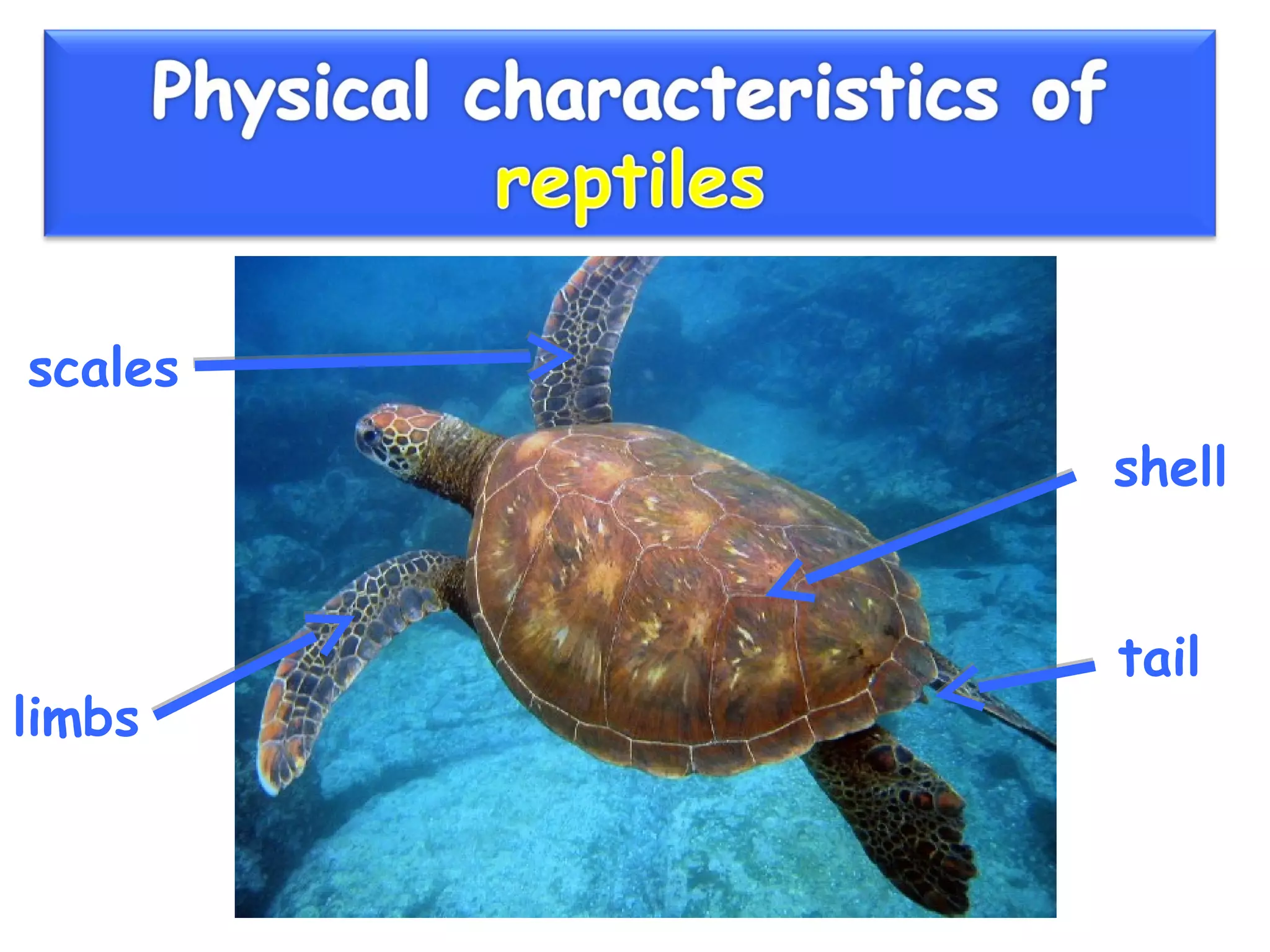 Reptiles | PPT
