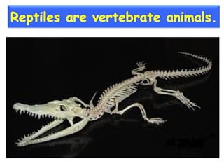 Reptiles | PPT