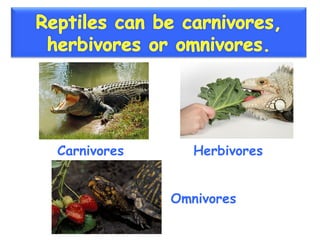 Reptiles | PPT