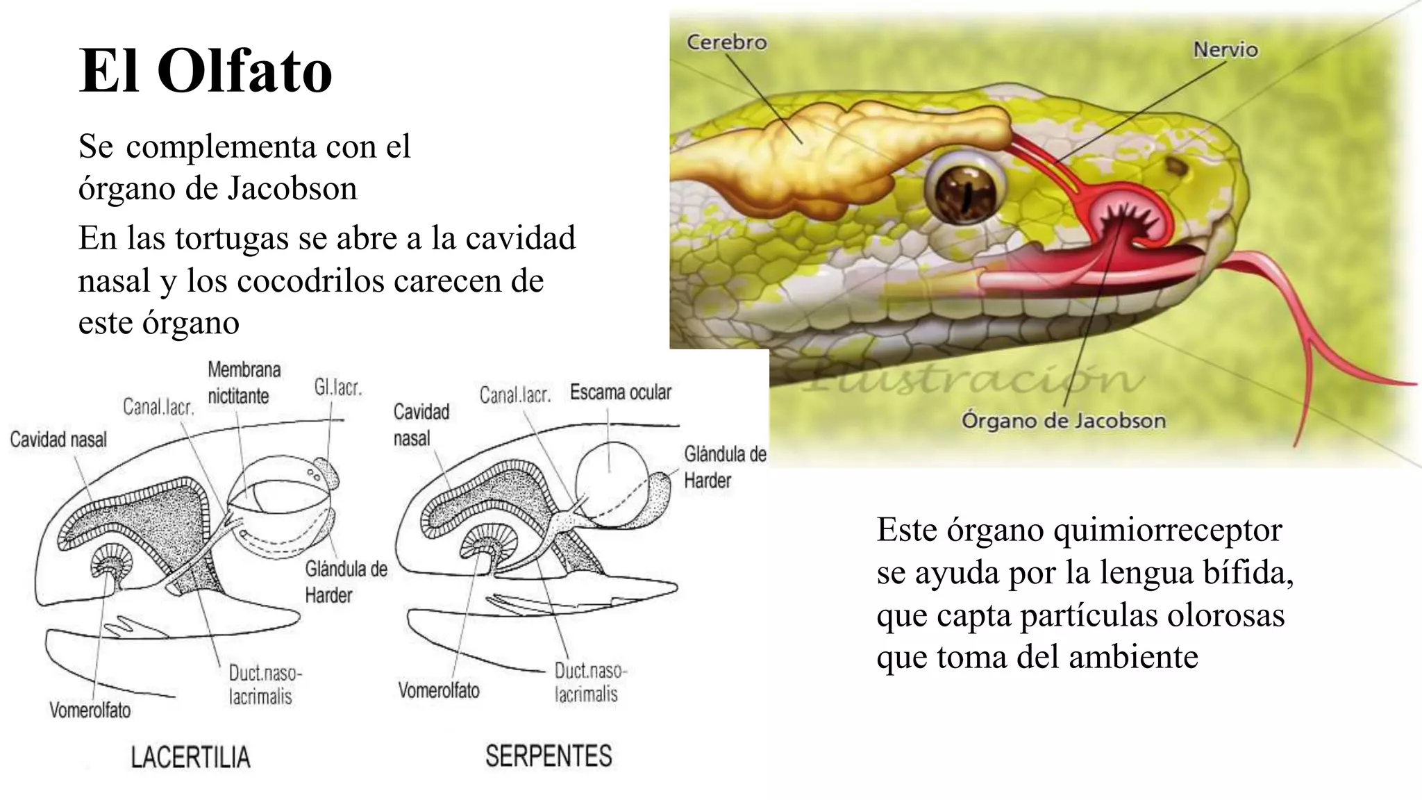 Reptiles Anatomía | PPT