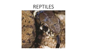 Reptiles Anatomía | PPTX