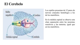 Reptiles Anatomía | PPTX