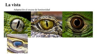 Reptiles Anatomía | PPTX