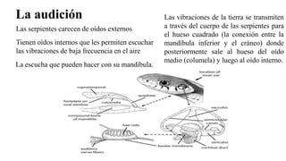 Reptiles Anatomía | PPTX