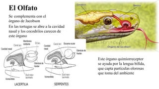 Reptiles Anatomía | PPTX