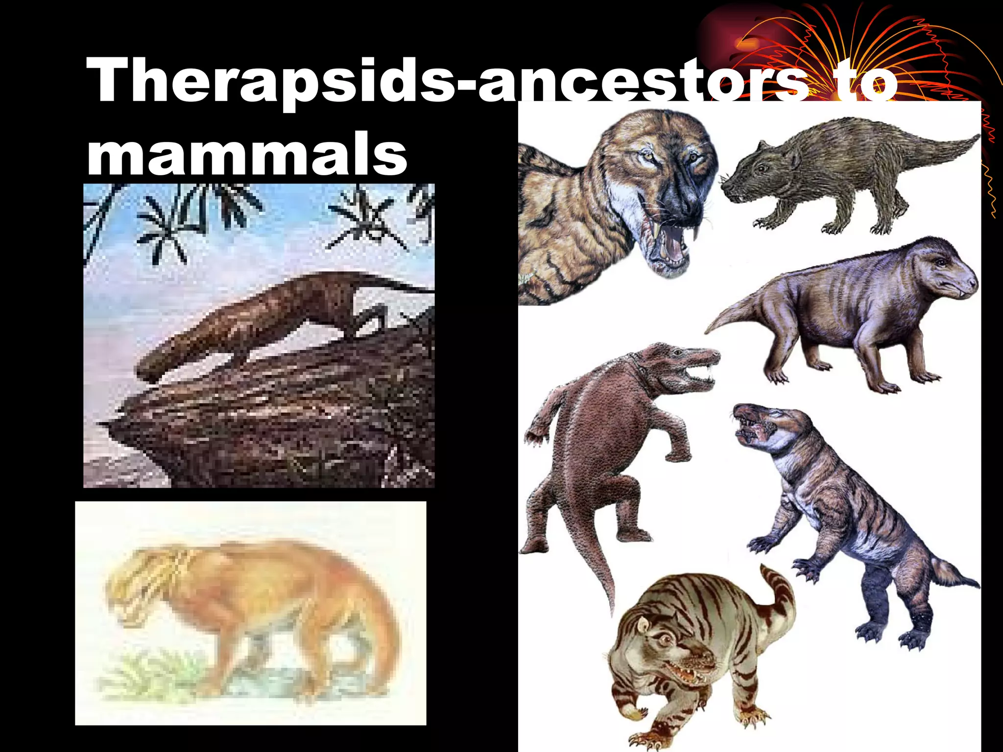 Reptiles, Birds And Mammals | PPT