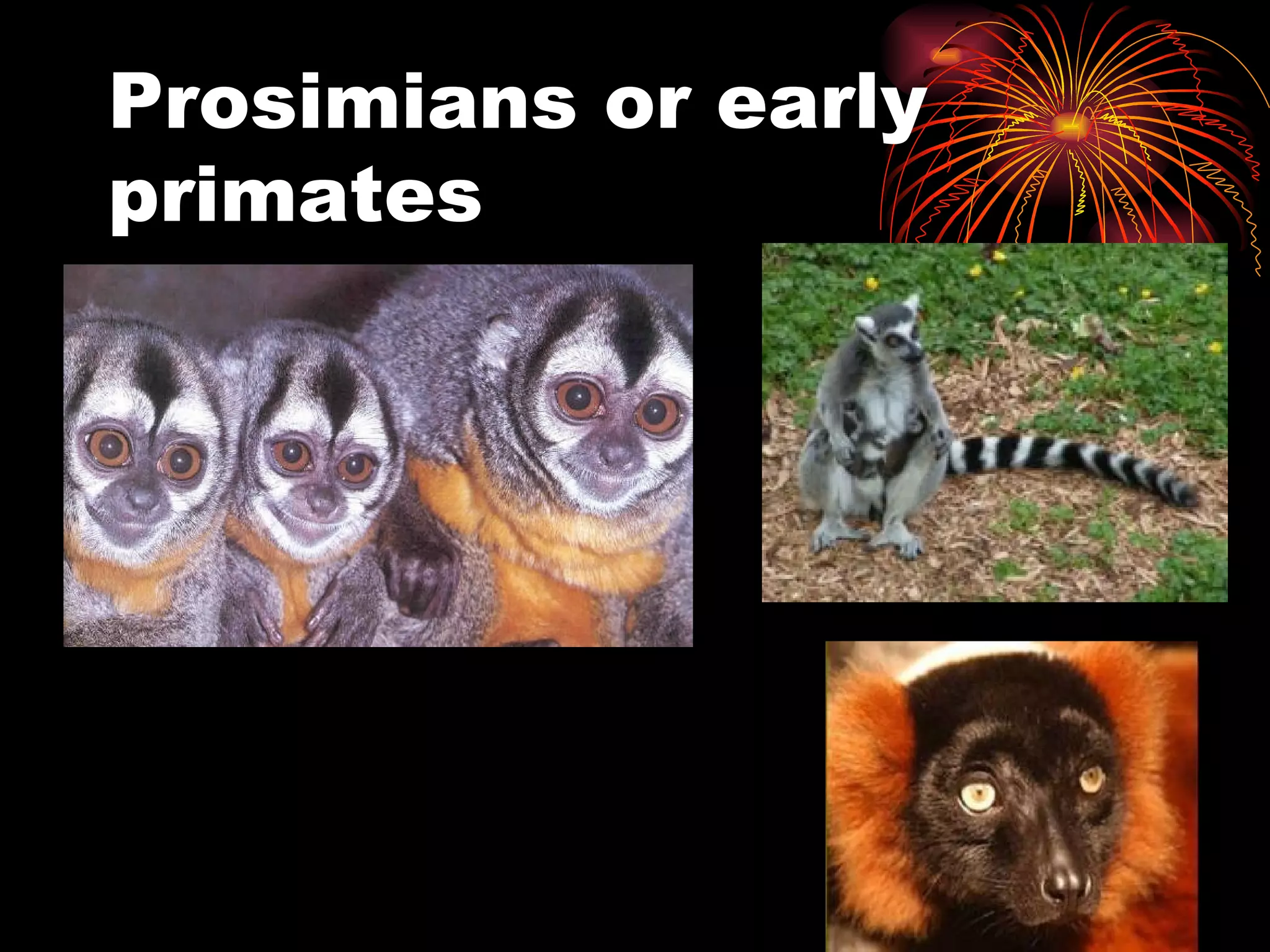 Reptiles, Birds And Mammals | PPT