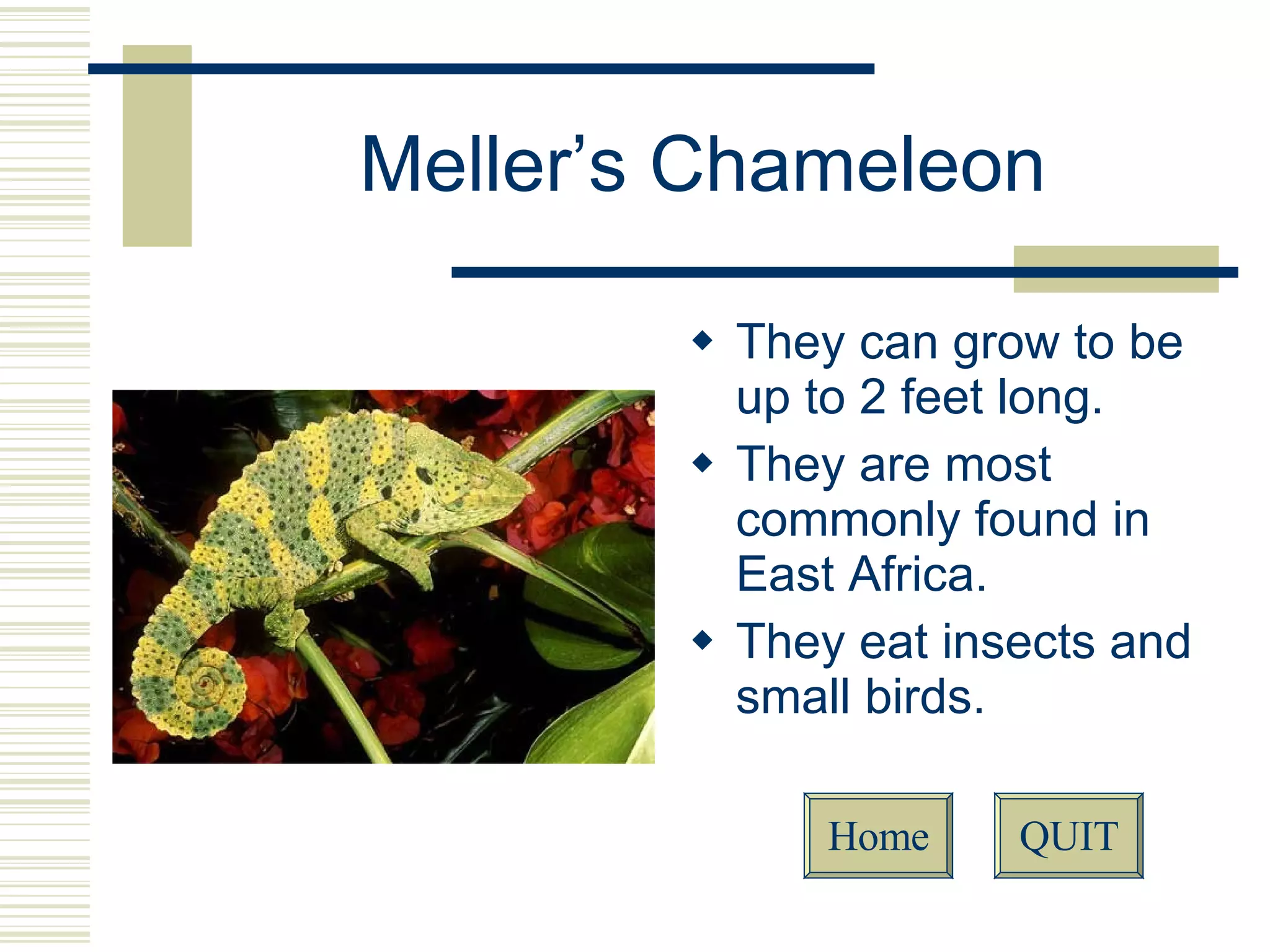 Reptiles Vs. Mammals | PPT