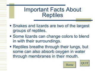 Reptiles Vs. Mammals | PPT