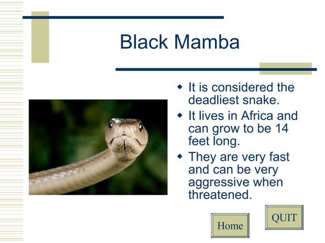 Reptiles Vs. Mammals | PPT | Reptiles | Pets