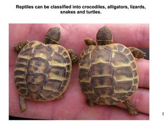 Reptiles | PPT