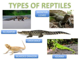 5 Examples Of Reptiles
