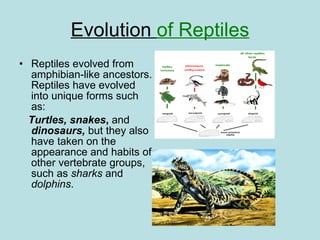 Reptiles 31 | PPT