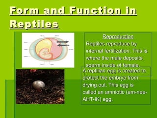 Reptiles 31 | PPT