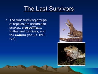 Reptiles 31 | PPT