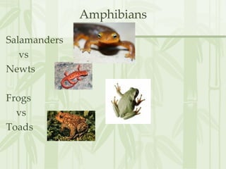 Reptiles | PPT