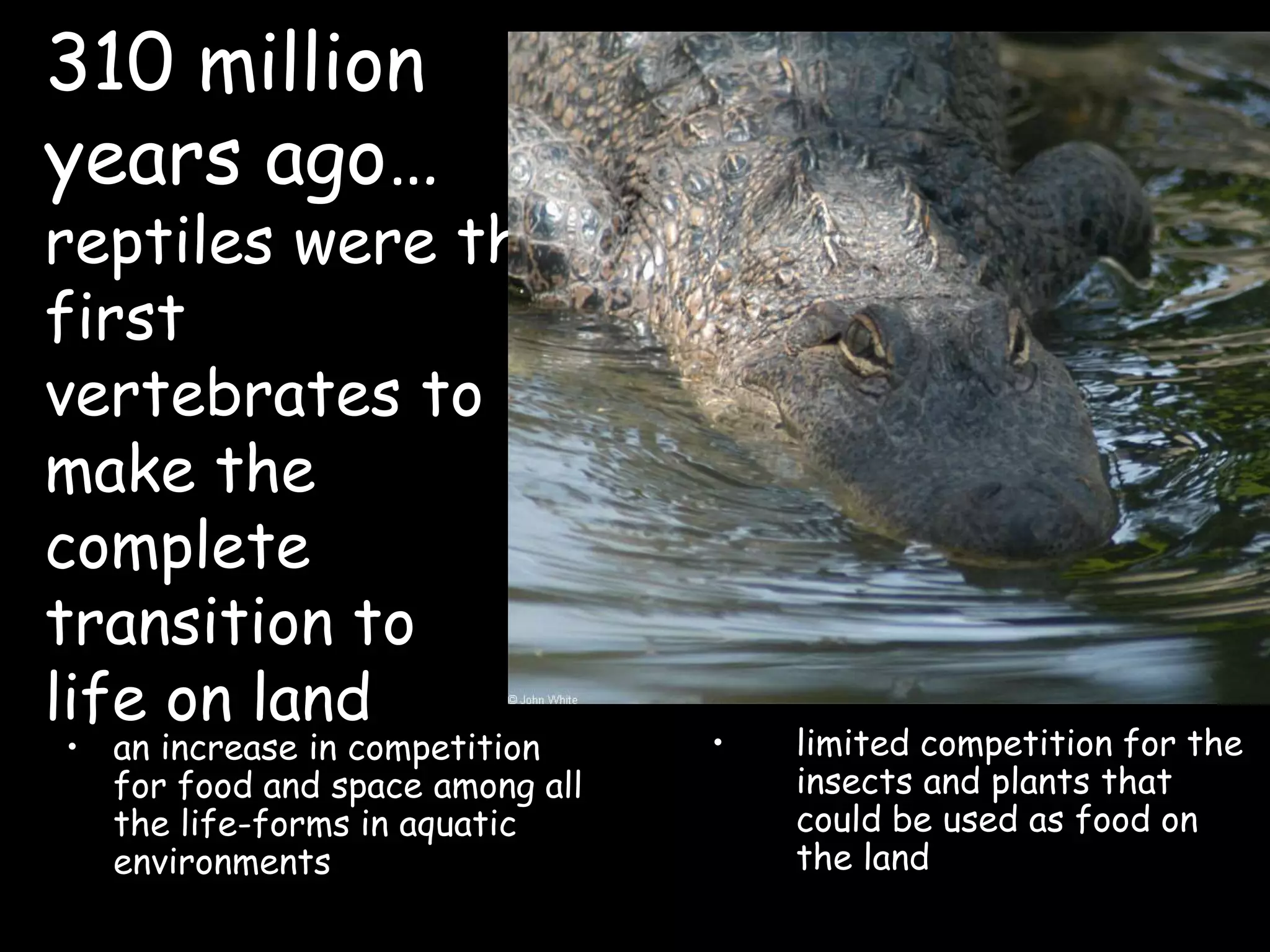 Reptiles a look.ppt