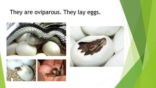Reptiles and amphibians | PPTX