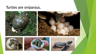 Reptiles and amphibians | PPTX