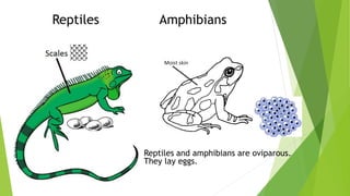 Reptiles and amphibians | PPTX