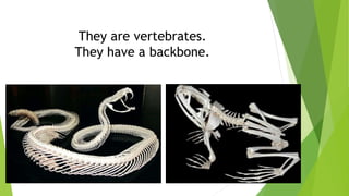 Reptiles and amphibians | PPTX