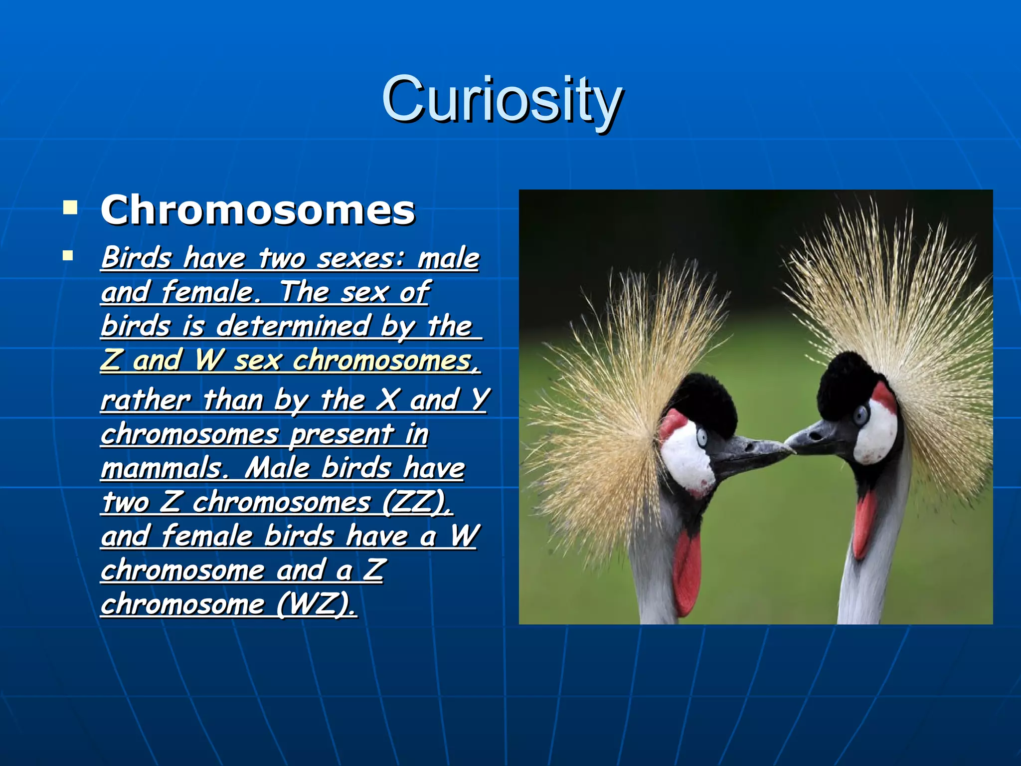 Reptiles and birds | PPT