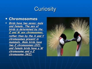 Reptiles and birds | PPT