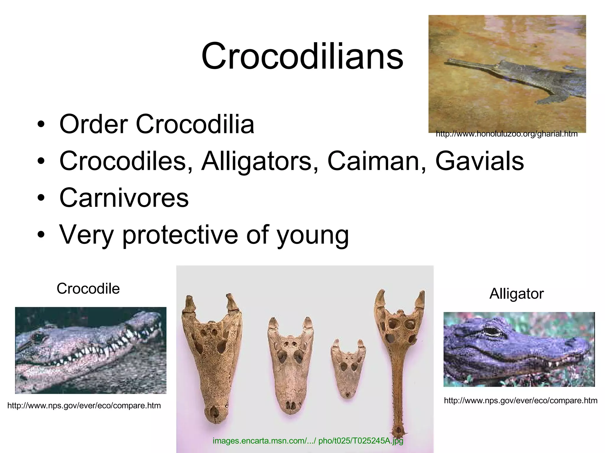 Reptiles Birds Mammals | PPT