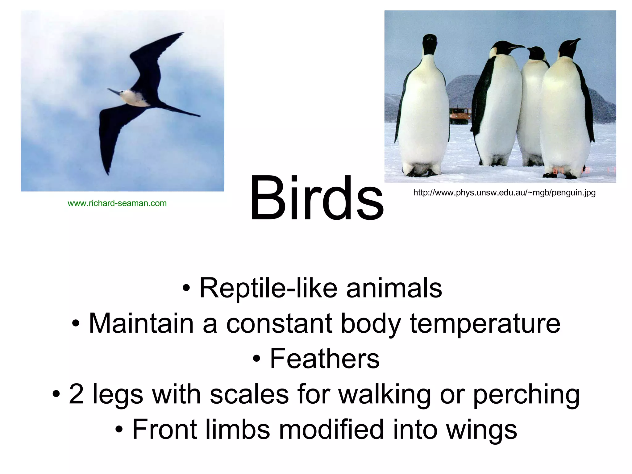 Reptiles Birds Mammals | PPT