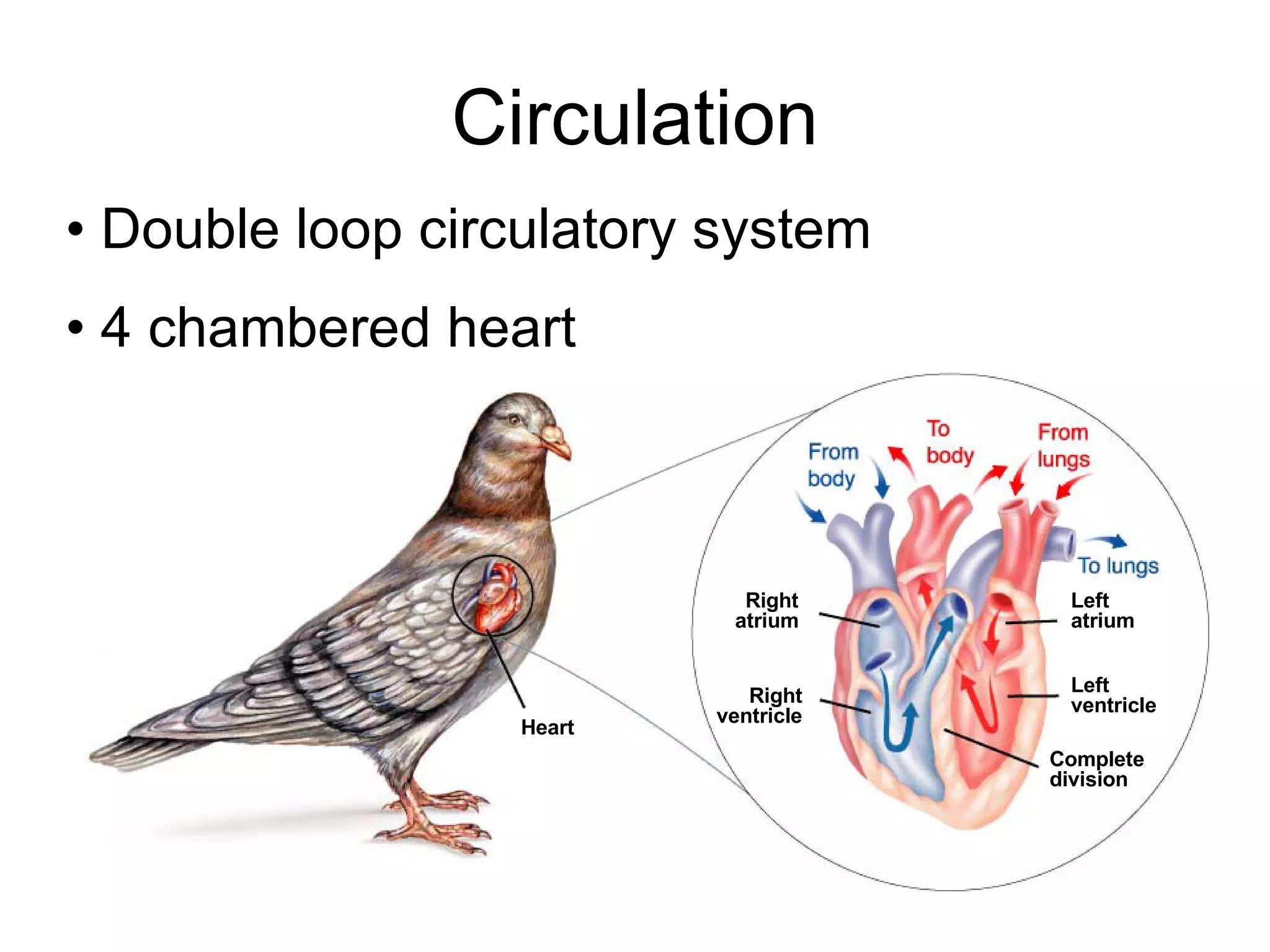 Reptiles Birds Mammals | PPT