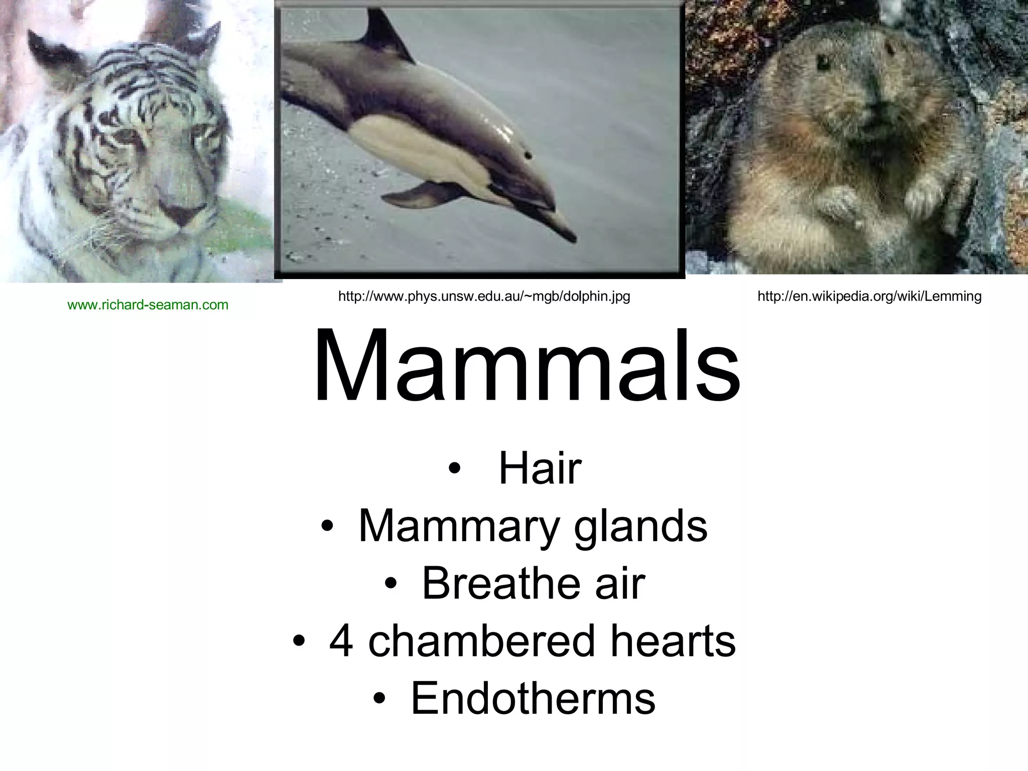Reptiles Birds Mammals | PPT