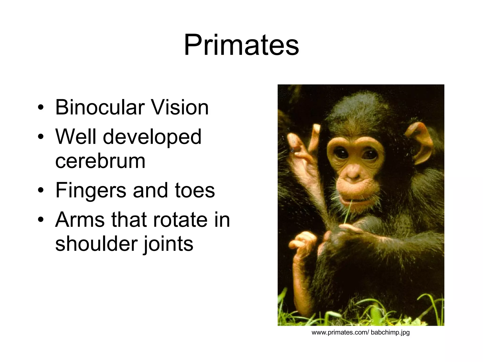 Reptiles Birds Mammals | PPT