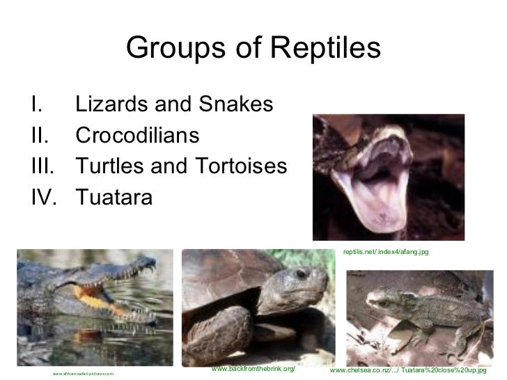 Reptiles Birds Mammals