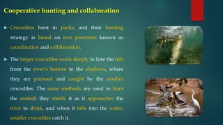 Reptile search algorithm (RSA) (Swarm intelligence) | PPTX