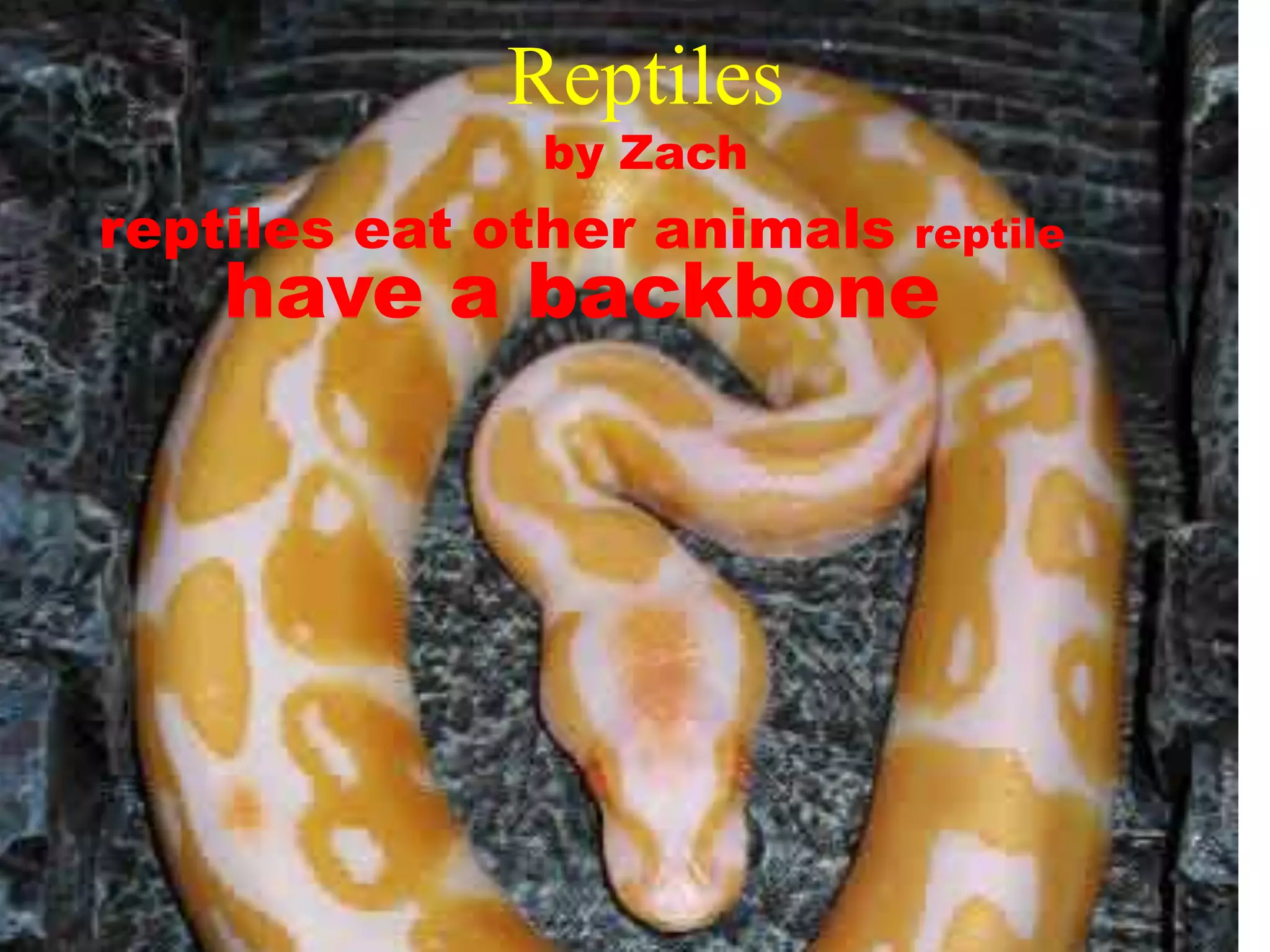 Reptiles Group | PPTX