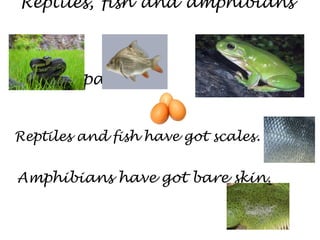 Reptiles, fish and amphibians | PPT