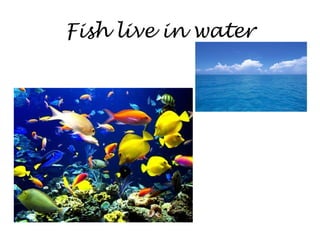 Reptiles, fish and amphibians | PPT