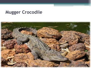 Reptiles in pakistan- Wildlife- Reptiles | PPTX