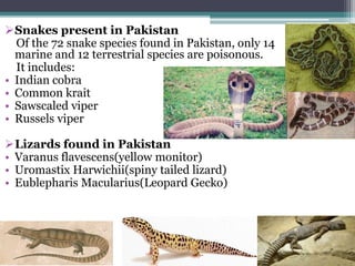 Reptiles in pakistan- Wildlife- Reptiles | PPTX