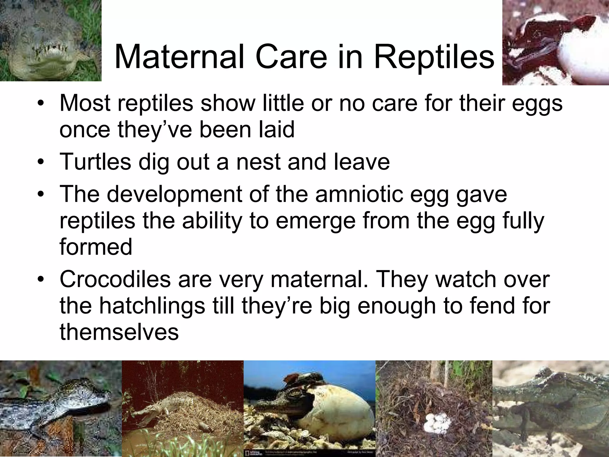 Reptiles Life Science 15 4 | PPT