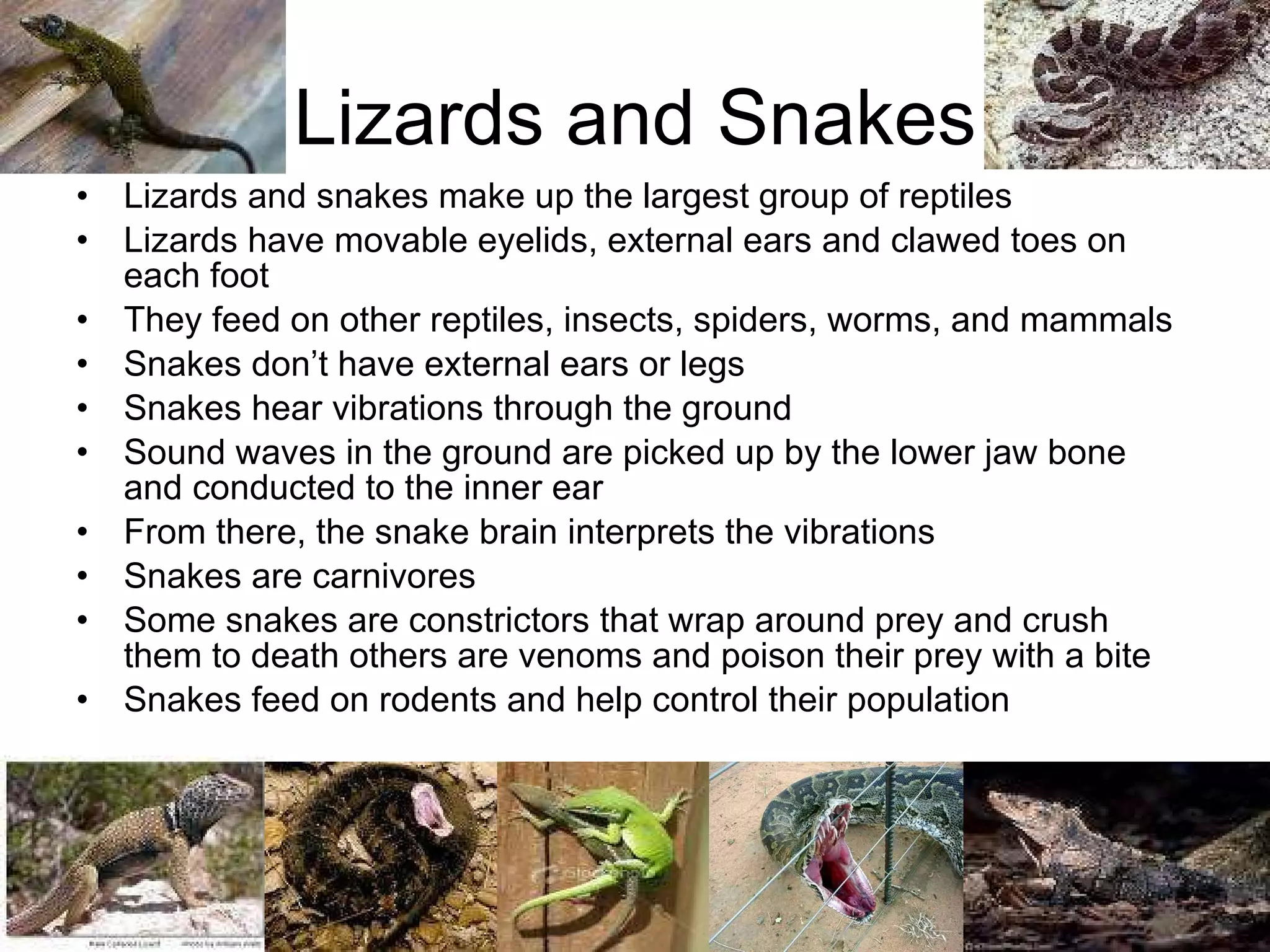 Reptiles Life Science 15 4 | PPT