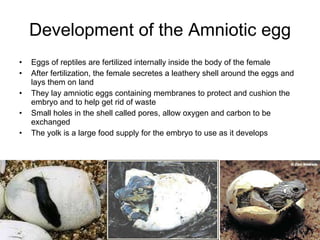 Reptiles Life Science 15 4 | PPT