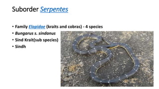 Reptiles of pakistan | PPT